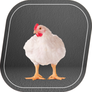 Suguna Foods | Broiler | Things to know about poultry farms