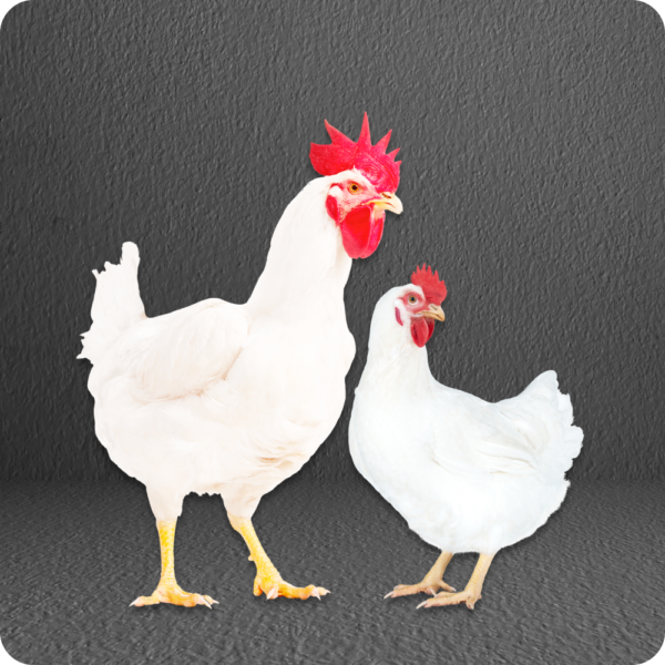Suguna Foods | Chicken breeder | Hen breeder